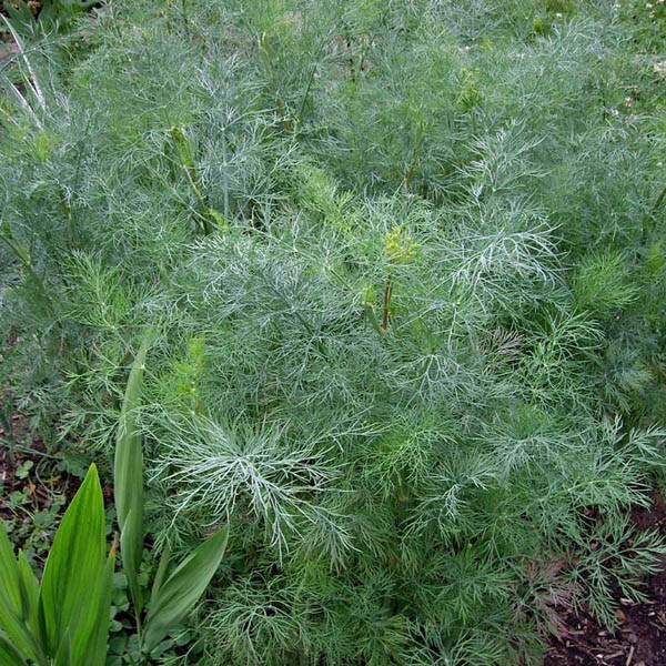 Jual 30 Benih Daun Adas Sowa Unggul Dill Dukat Bibit Sayuran Herbal ...