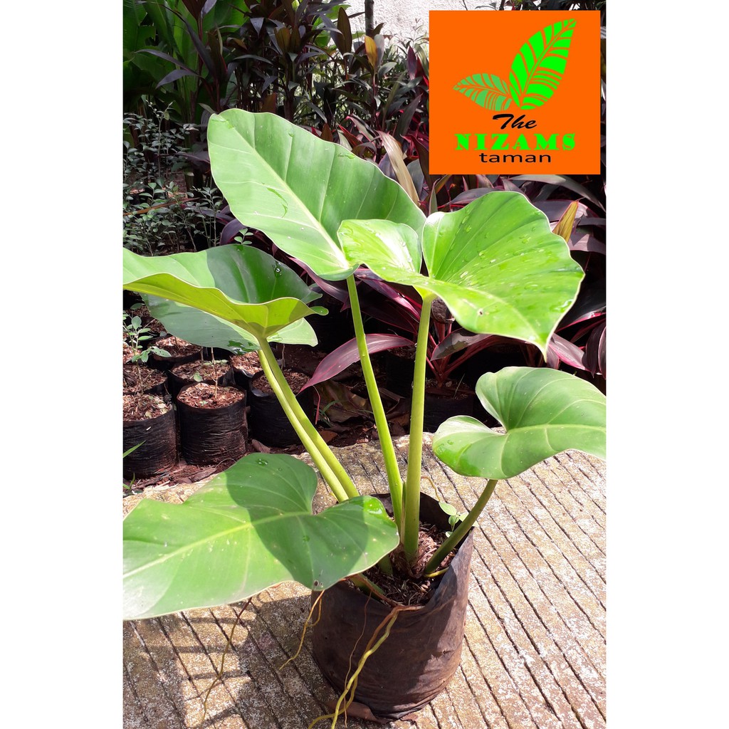 Jual Tanaman Hias Philodendron Marble - Tanaman Indoor Marble - Pohon ...