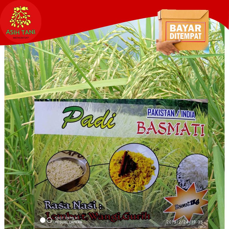 Jual Benih Padi Basmati 1 Kg Padi India | Shopee Indonesia
