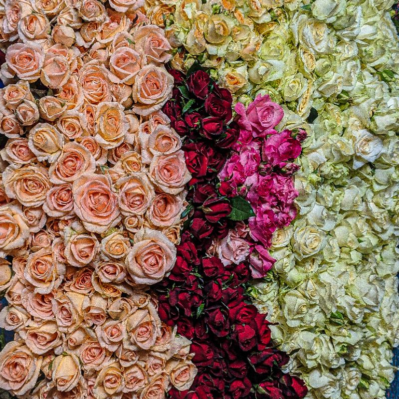 Jual Bunga Mawar (rosa sp)Segar Tangkai Super Fresh Cut Dekor Buket ...