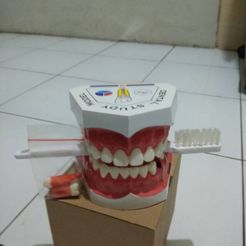 Jual MODEL TORSO GIGI MANUSIA DENGAN SIKAT | Shopee Indonesia