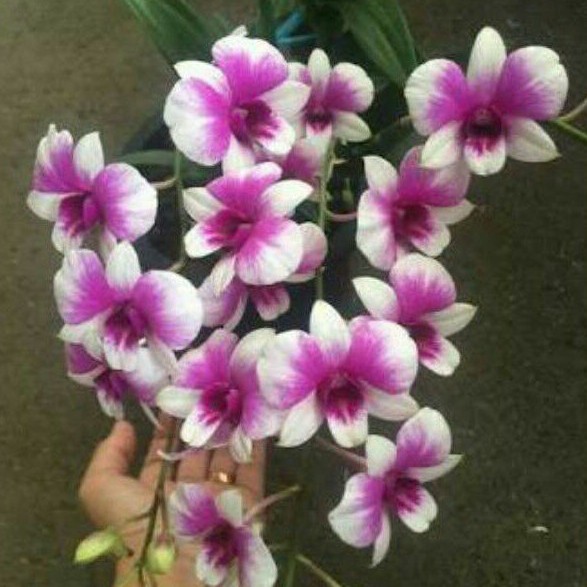 Jual Anggrek Dendrobium mini yaya compactum | Shopee Indonesia