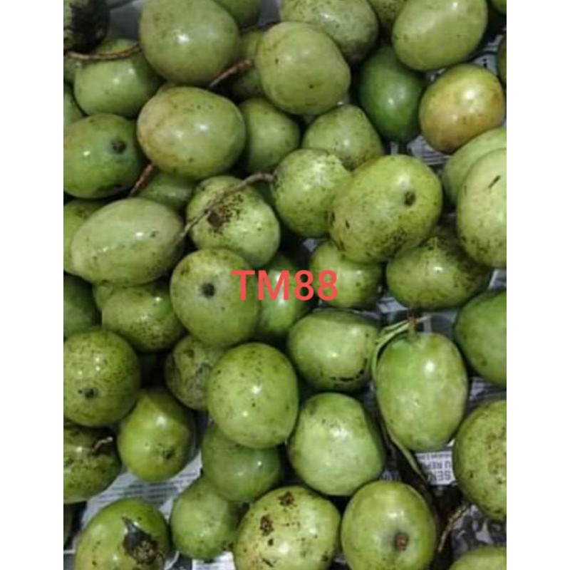 Jual MANGGA TELUR SEGAR | Shopee Indonesia
