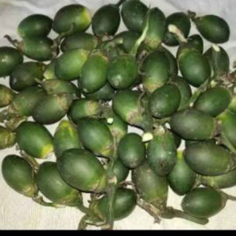Jual Buah pinang muda 1 kg frees / Buah jambe muda | Shopee Indonesia