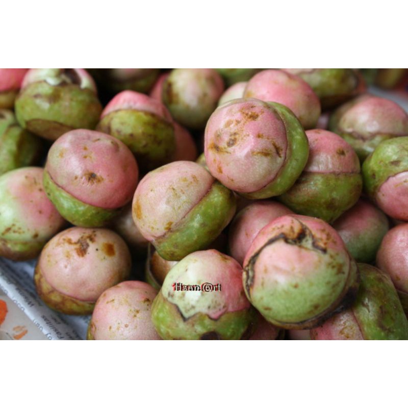 Jual Buah Kalangkala / Buah Kalang Kala Kalimantan Berat 500 Gram ...