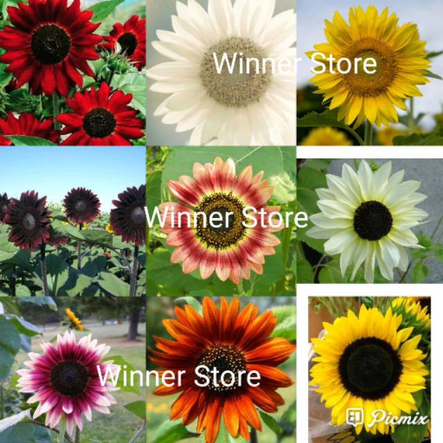 Jual Bibit Benih Bunga Matahari Mix (50 Butir) | Shopee Indonesia