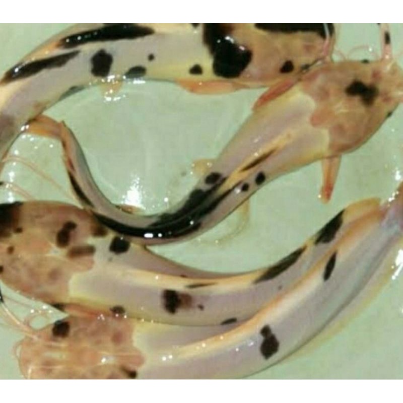 Jual Ikan hias Lele Albino 5-7 cm | Shopee Indonesia