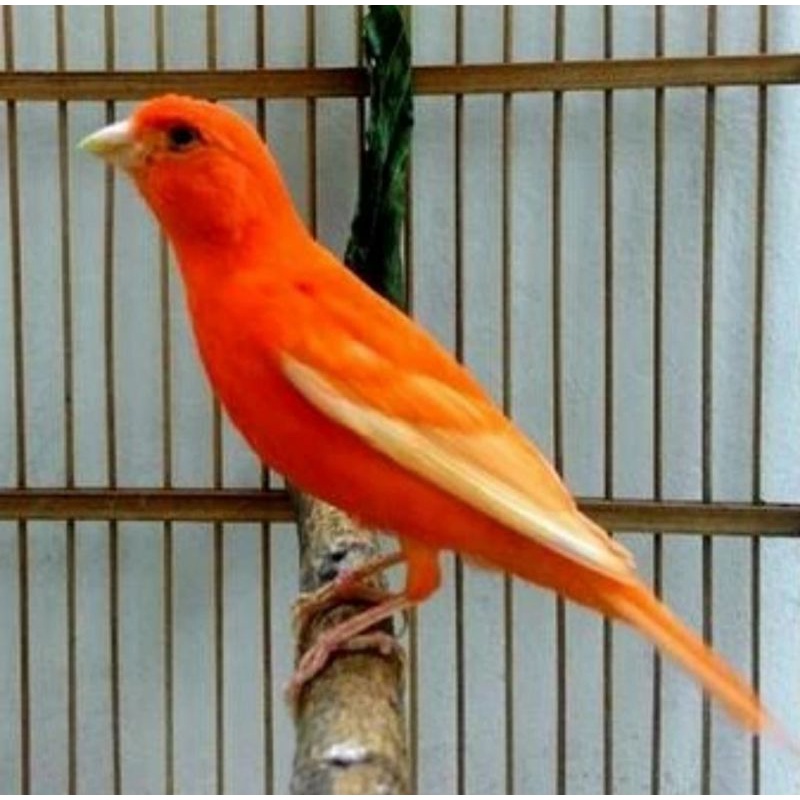 Jual burung kenari merlok bahan jantan tinggal nunggu gacor | Shopee ...