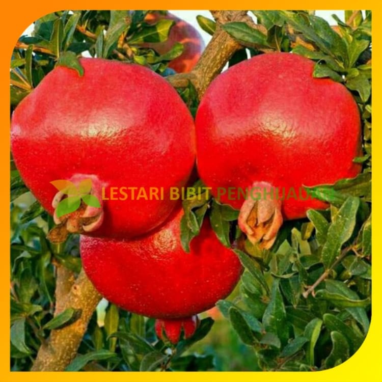 Jual Bibit Tanaman Buah Delima Spanyol Biji Lunak - RED RUBY | Shopee ...