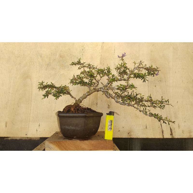 Jual BONSAI SMALL The Max (Jenis Bonsai Bunga) | Shopee Indonesia
