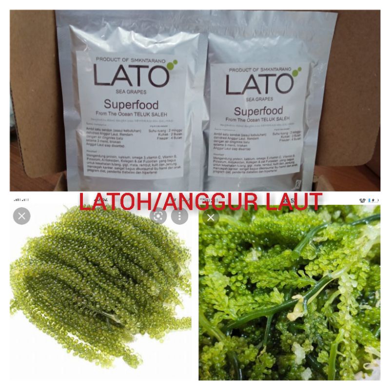 Jual Lato/Anggur Laut isi 6 psc | Shopee Indonesia