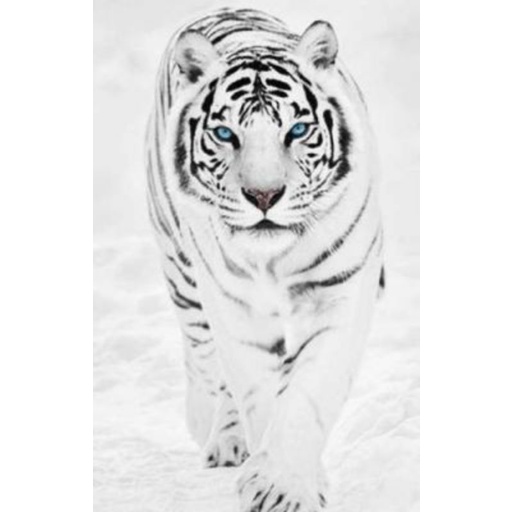 Jual macan putih + bingkai 65×45cm | Shopee Indonesia