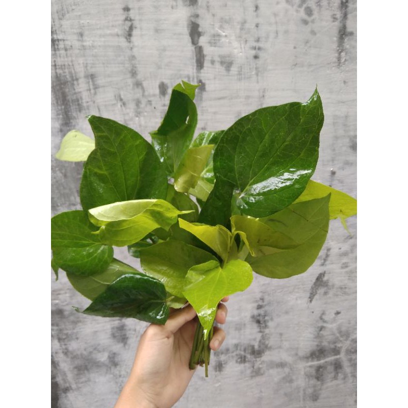Jual DAUN SIRIH 30 LEMBAR| DAUN SIRIH SEGAR| OBAT HERBAL| SIRIH HIJAU ...