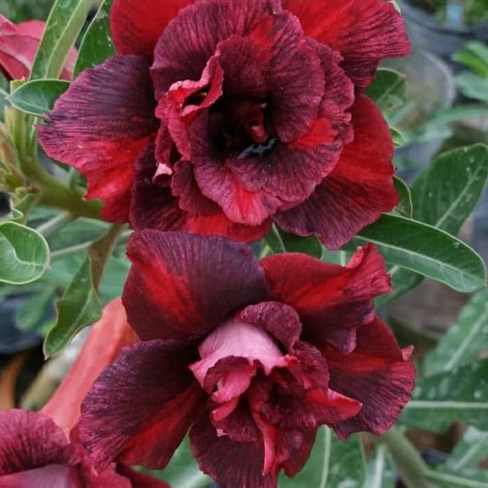 Jual Bibit bunga kamboja adenium entress ( HOKI OFFICE STORE ) | Shopee ...