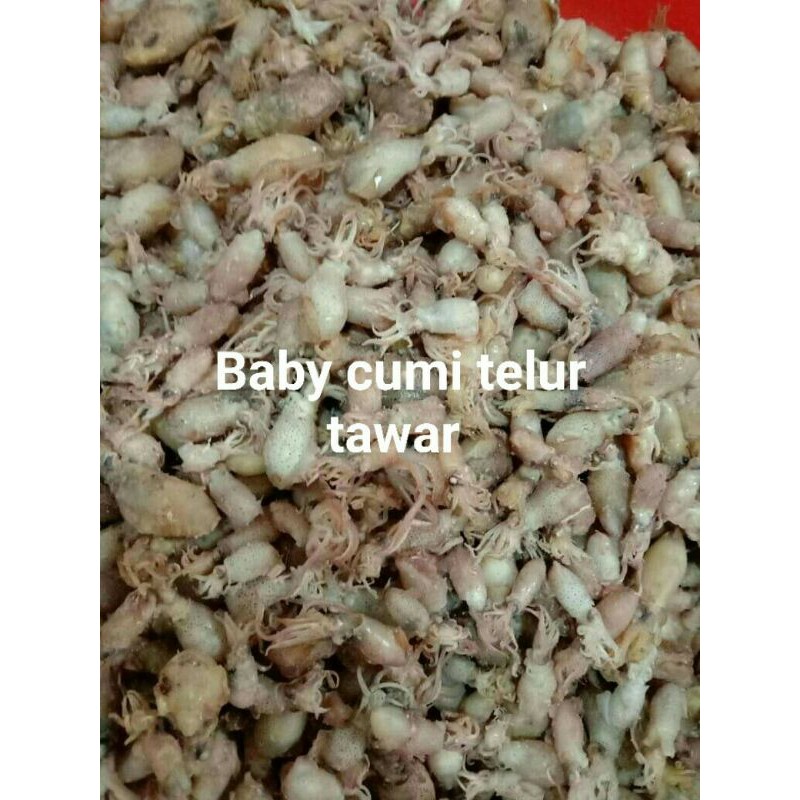 Jual Baby cumi bertelur tawar 1/4kg | Shopee Indonesia