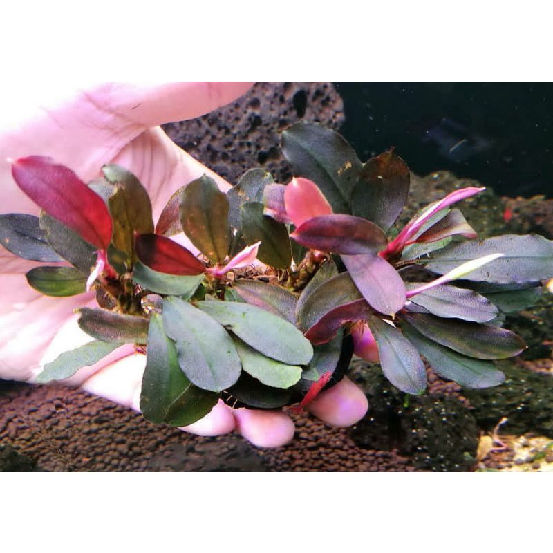 Jual Bucephalandra pink clum 10 pcs | Shopee Indonesia