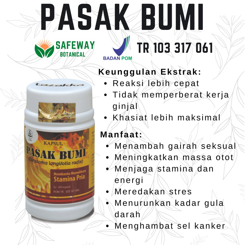 Jual BPOM Pasak Bumi Kapsul / Kapsul Tongkat Ali | Shopee Indonesia