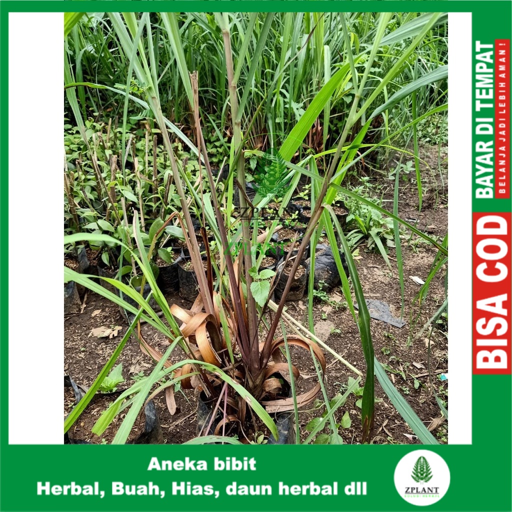 Jual Bibit Tanaman Sereh Wangi Merah Bibit Serai Minyak Pohon Serai ...