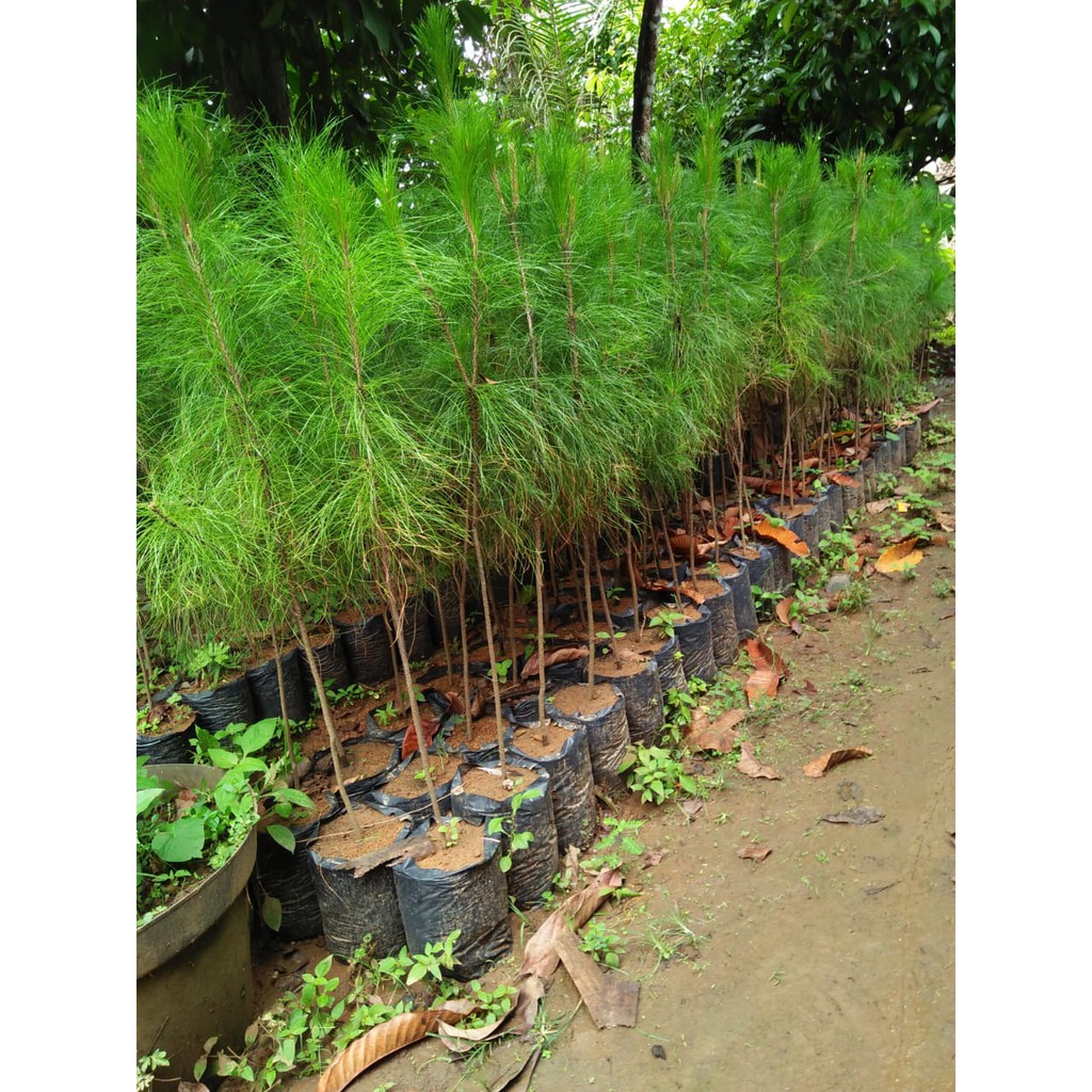 Jual Bibit pohon pinus super mudah tumbuh | Shopee Indonesia
