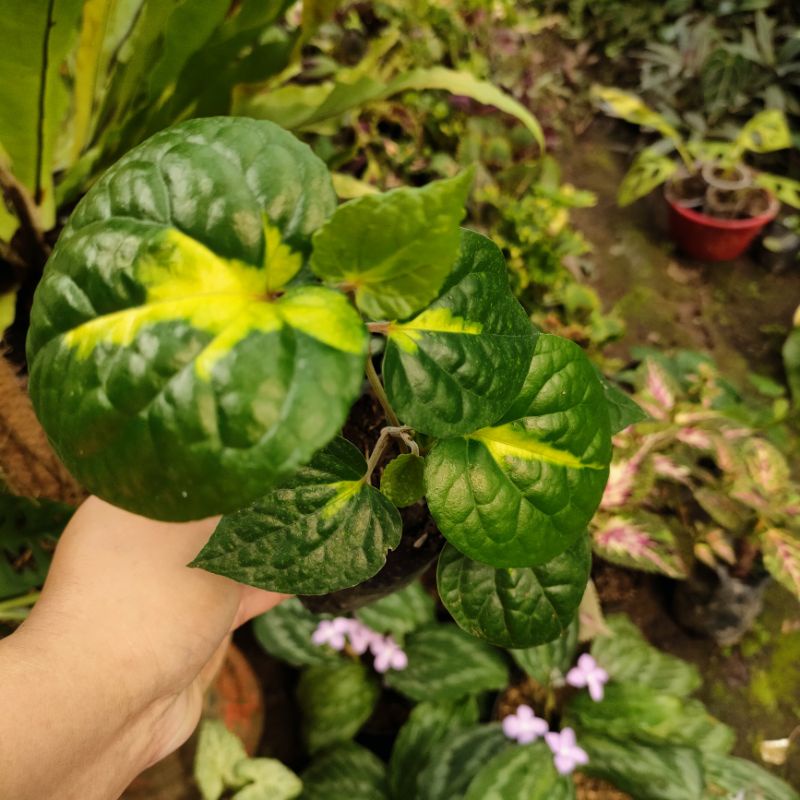 Jual Sirih Jalu (Khusus P. Jawa dan Bali) | Shopee Indonesia