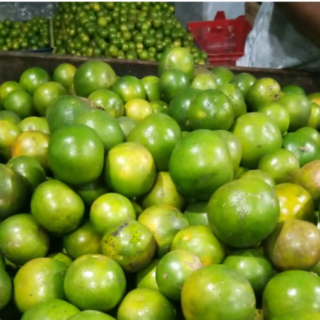 Jual Jeruk Jember | Shopee Indonesia