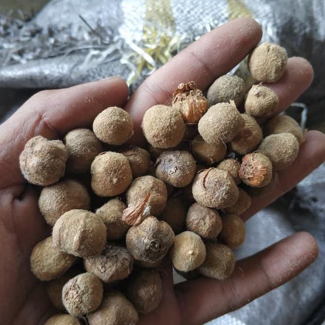 Jual Unggulan 100 Butir Benih Biji Jati Hibrida Super | Shopee Indonesia
