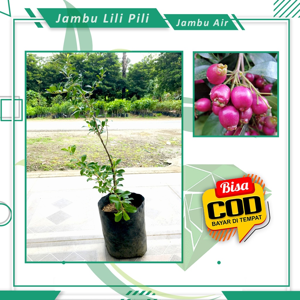 Jual Bibit Jambu Lili Pili Tanaman Buah Jambu Pink [ SIAP KIRIM ...