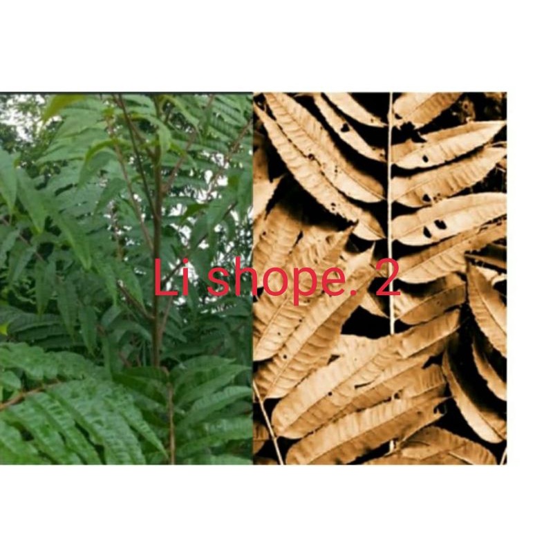 Jual jual daun surian kering / basah 300gr | Shopee Indonesia
