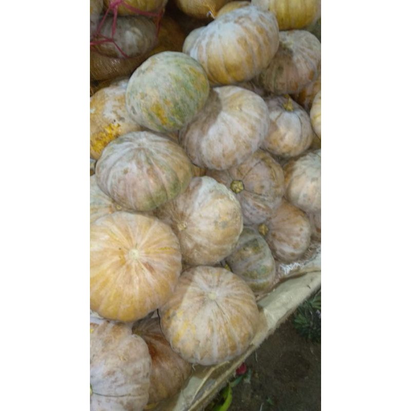 Jual Labu parang /1 buah | Shopee Indonesia