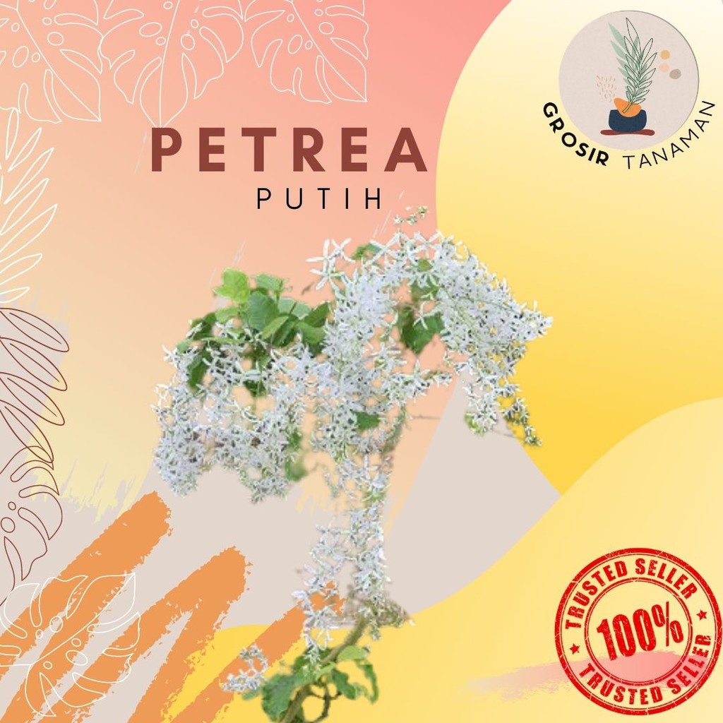 Jual Bunga Petrea PUtih Bibit Tanaman Bunga Petrea volubilis Pohon ...