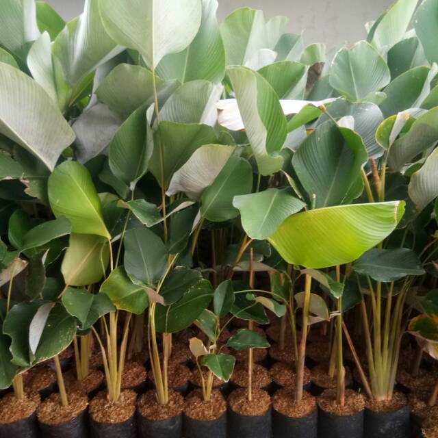 Jual Calathea Lutea | Shopee Indonesia