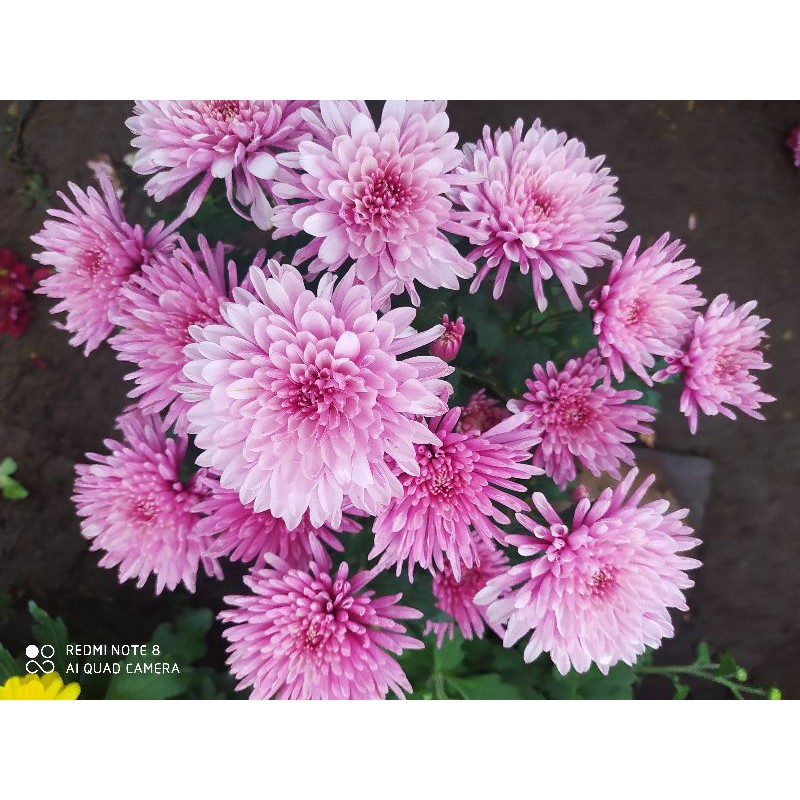 Jual Bunga krisan hidup murah pilih warna sudah berbunga co 10 bonus 1 ...