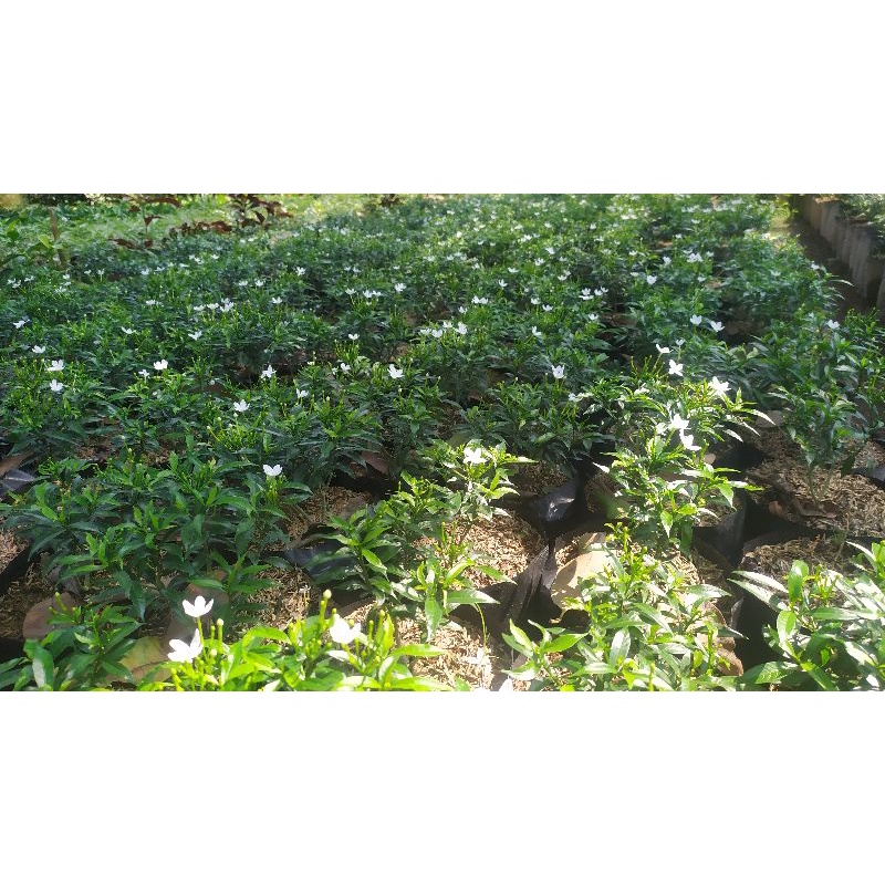 Jual bibit tanaman rombusa murah ( bisa bahan bonsai) | Shopee Indonesia