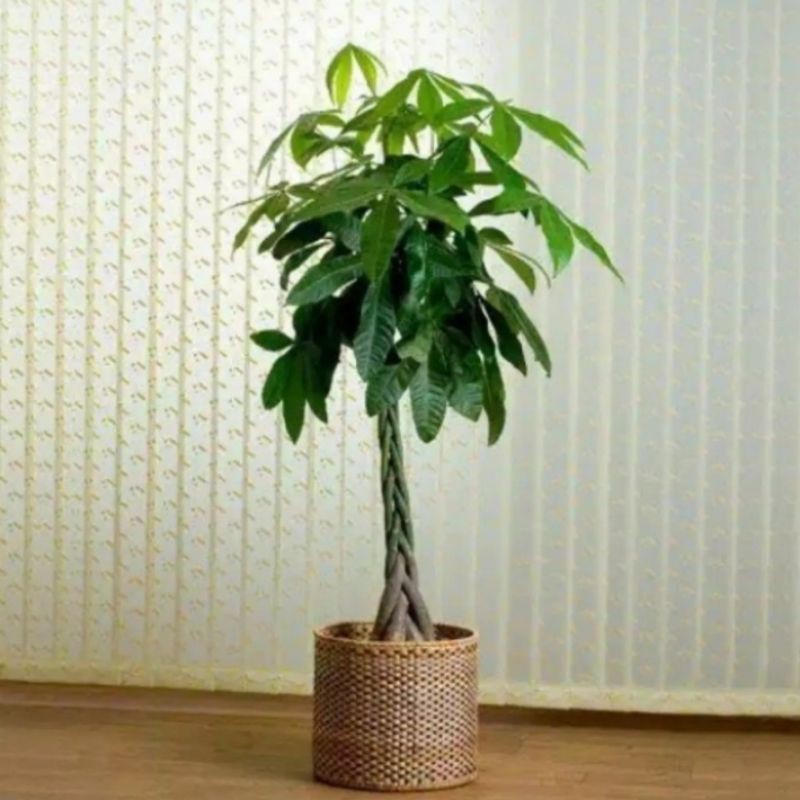 Jual tanaman hias pacira kepang / pohon pacira kepang / tanaman indoor ...