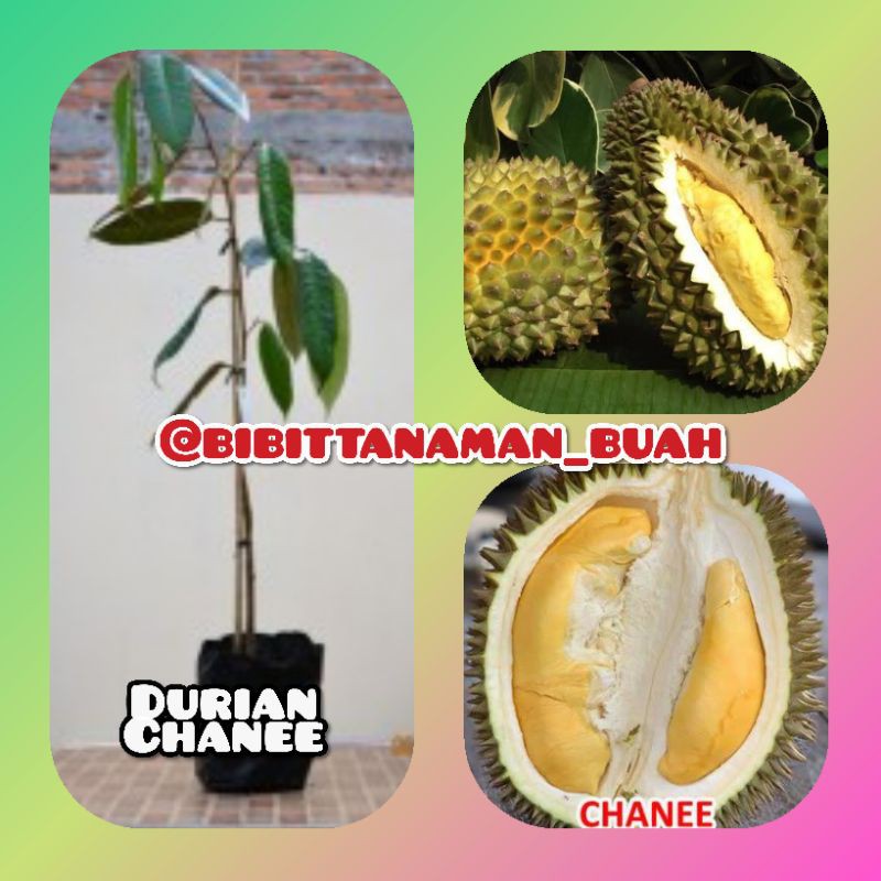 Jual Bibit durian chanee / Tanaman buah durian chanee / Durian chanee ...
