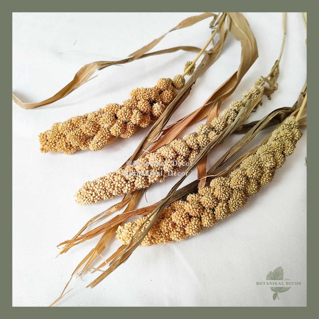 Jual (3 pcs) Dried Flower Setarea Setaria Grass Bunga Kering Impor Asli ...