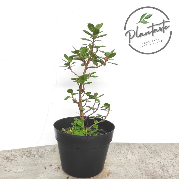 Jual Var. Green Island Ficus Microcarpa | Beringin Dollar | Bakalan ...