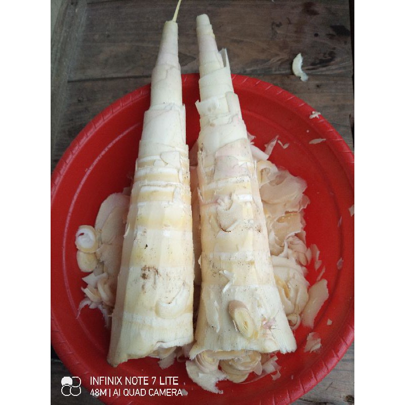 Jual termurah rebung segar pres 1kg | Shopee Indonesia