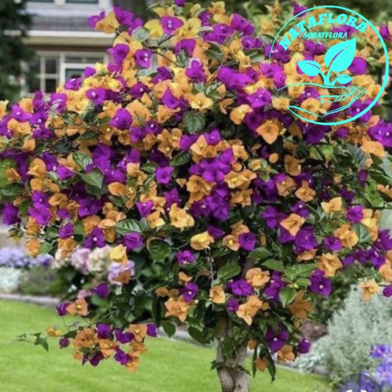 Jual NEW!!TANAMAN HIAS BUGENVIL BUNGA KERTAS//BOUGENVILLE UNGU OREN ...