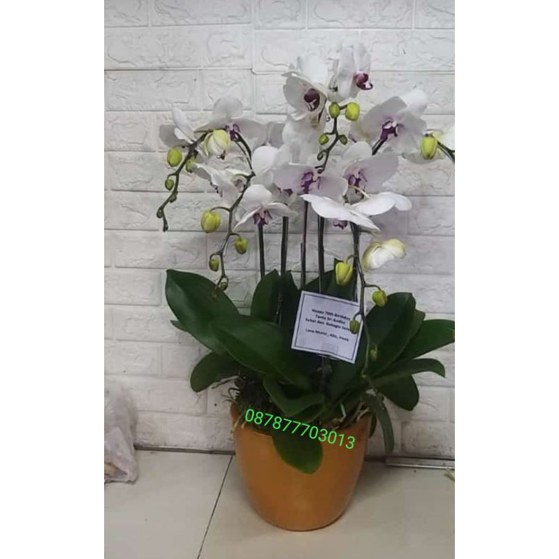 Jual rangkaian bunga anggrek asli/segar | Shopee Indonesia