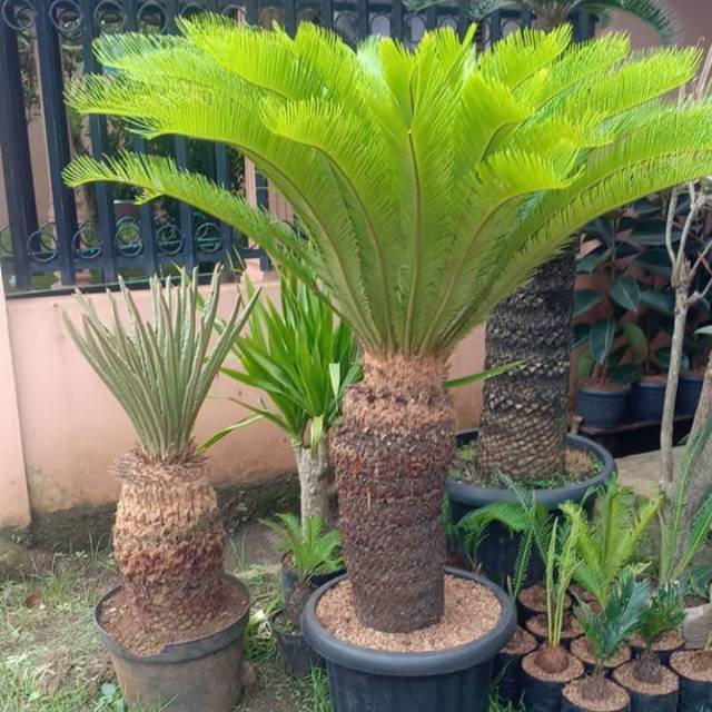 Jual Tanaman hias sikas - pohon sikas - jambe A | Shopee Indonesia