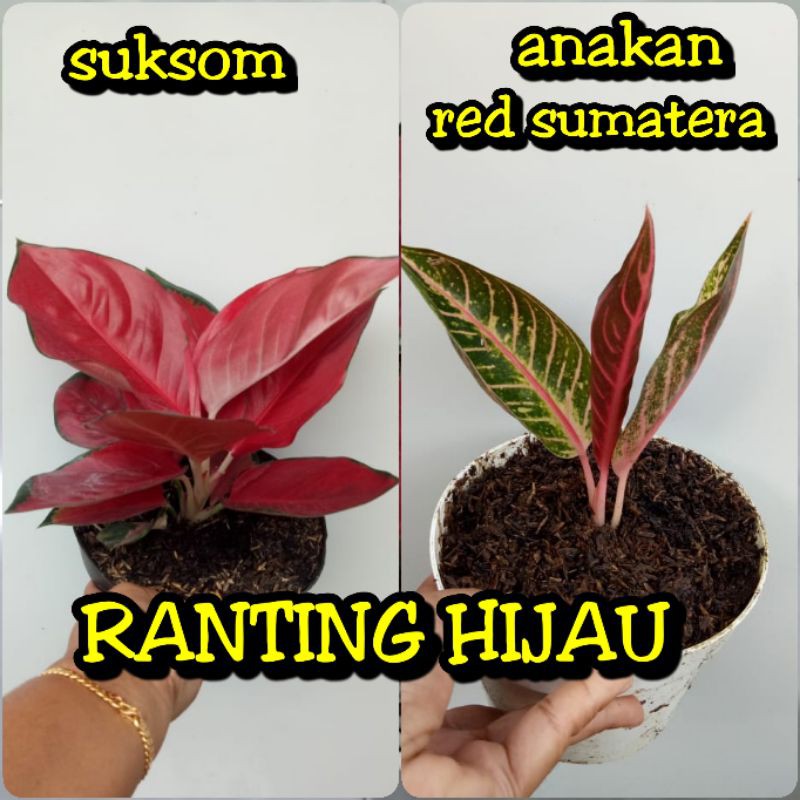 Jual paket 2 bunga aglonema suksom jaipong-red sumatera Sumatra anakan ...