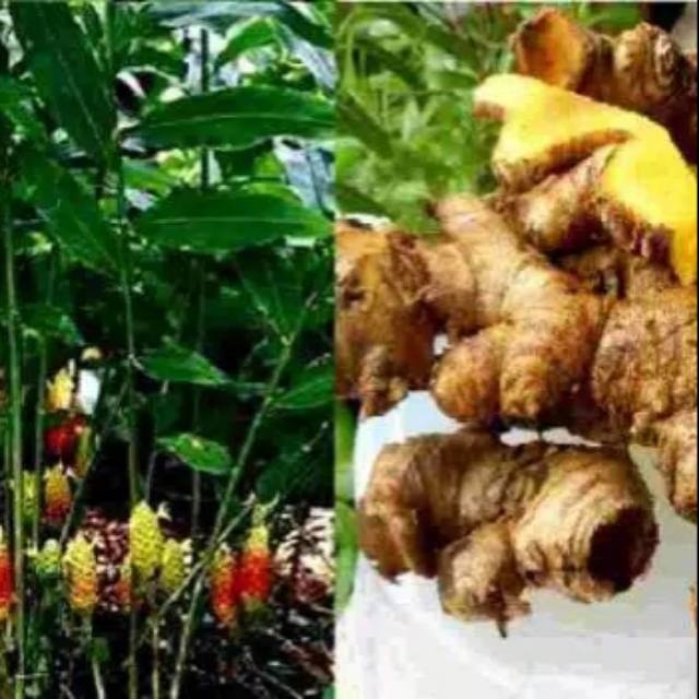 Jual Bibit tanaman bangle obat herbal tinggi 30cm | Shopee Indonesia