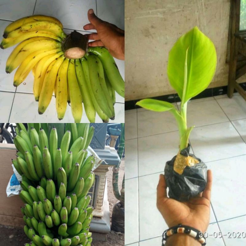 Jual bibit pisang ambon kuning,ambon warangan,sunfresh - AGRO WISATANI ...