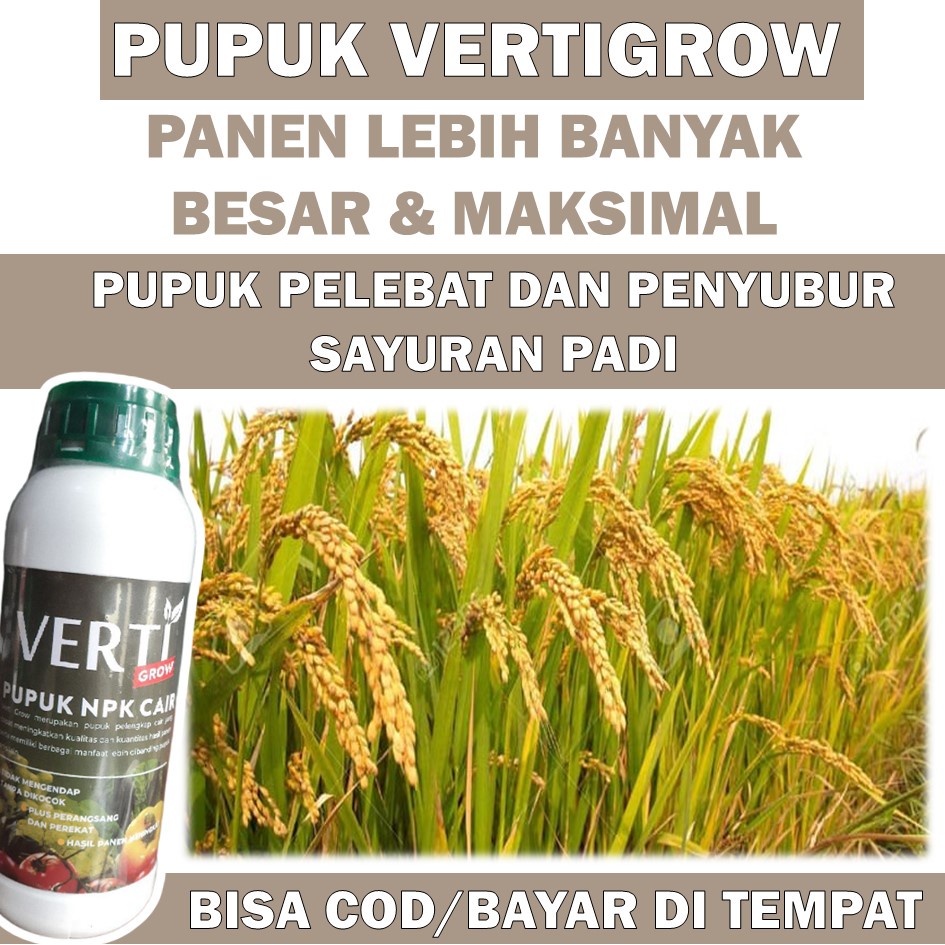 Jual VERTI-GROW PUPUK NPK TERBAIK MELEBATKAN PADI Buah Padi Menjadi Besar dan Sehat - Pupuk ...