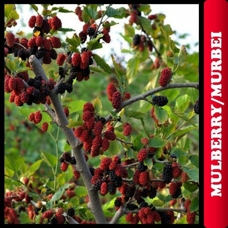Jual bibit MULBERRY/MURBEI | Shopee Indonesia
