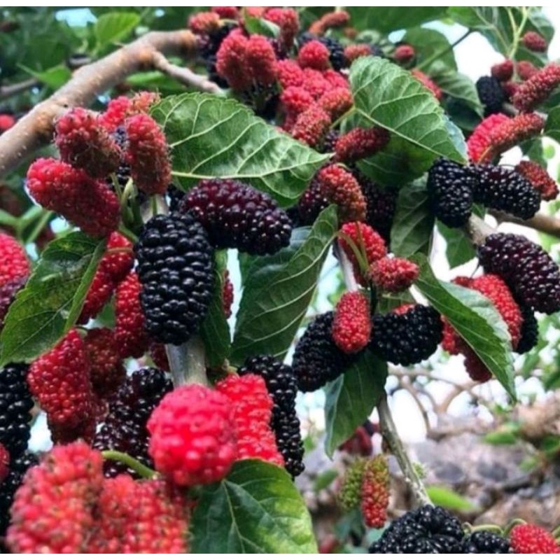 Jual stek batang murbay / stek batang arbay paling bagus | Shopee Indonesia