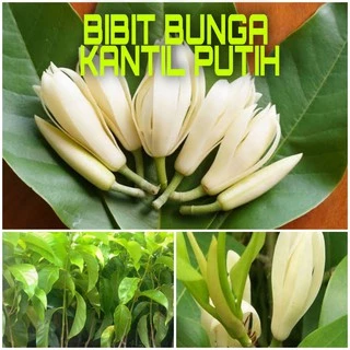 Jual Bunga Kantil Terlengkap & Harga Terbaru Juli 2024 | Shopee Indonesia