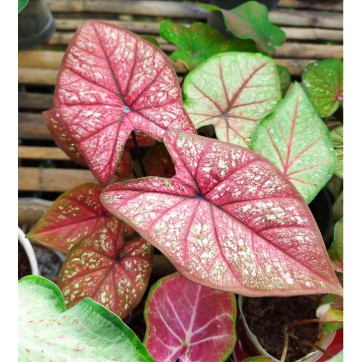 Jual Caladium- Keladi Hybrid Thai Series | Shopee Indonesia