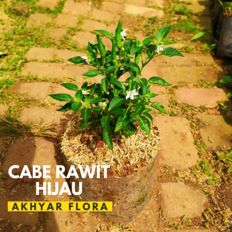 Jual Bibit Tanaman Cabe Rawit Ijo Bibit Cabai Rawit Hijau Pohon Cabe ...